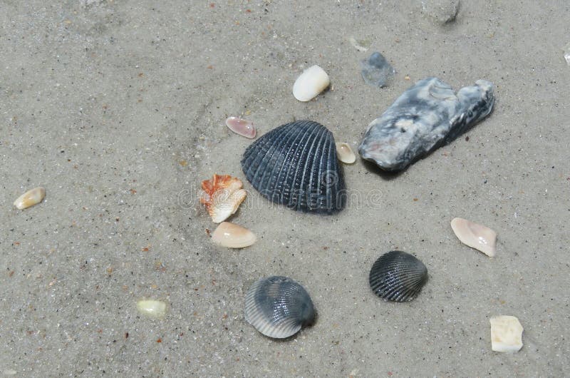 Black Seashells on the Sand Background Stock Photo - Image of conch ...