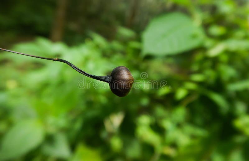 Black Seed Pod of a Wild Plant Stock Image - Image of plant, nature ...