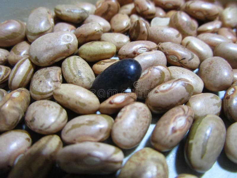 Black Seed, Unique among Many Equal Stock Photo - Image of ...