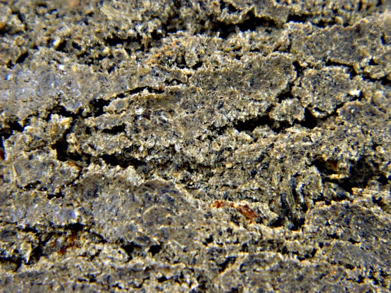 Black Seed Waste Isolated on White Background Stock Photo - Image of ...