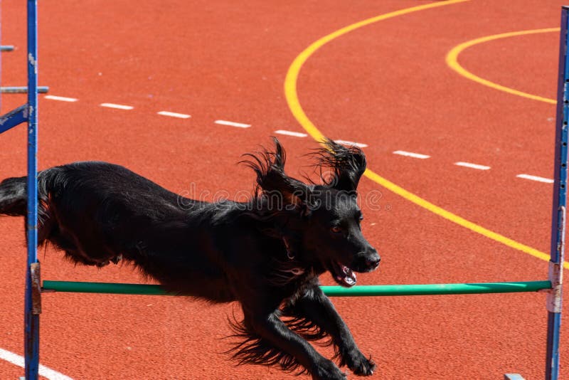 Black Service Dog Running and Jumping on Agility Course Stock Photo ...