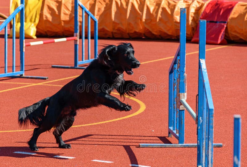 Black Service Dog Running and Jumping on Agility Course Stock Image ...