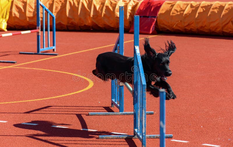 Black Service Dog Running and Jumping on Agility Course Stock Photo ...