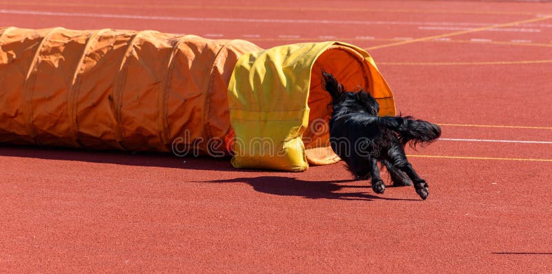 Black Service Dog Running and Jumping on Agility Course Stock Image ...