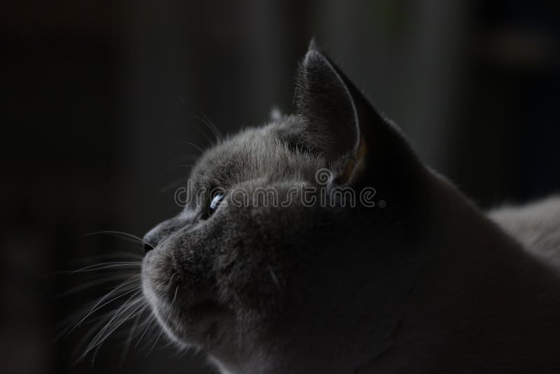 Black Shadow Cat Silhouette Stock Image - Image of shadow, silhouette ...