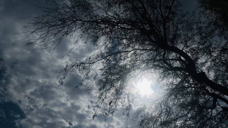 Black Shadow Cloud with Tree Stock Photo - Image of tree, black: 335901178
