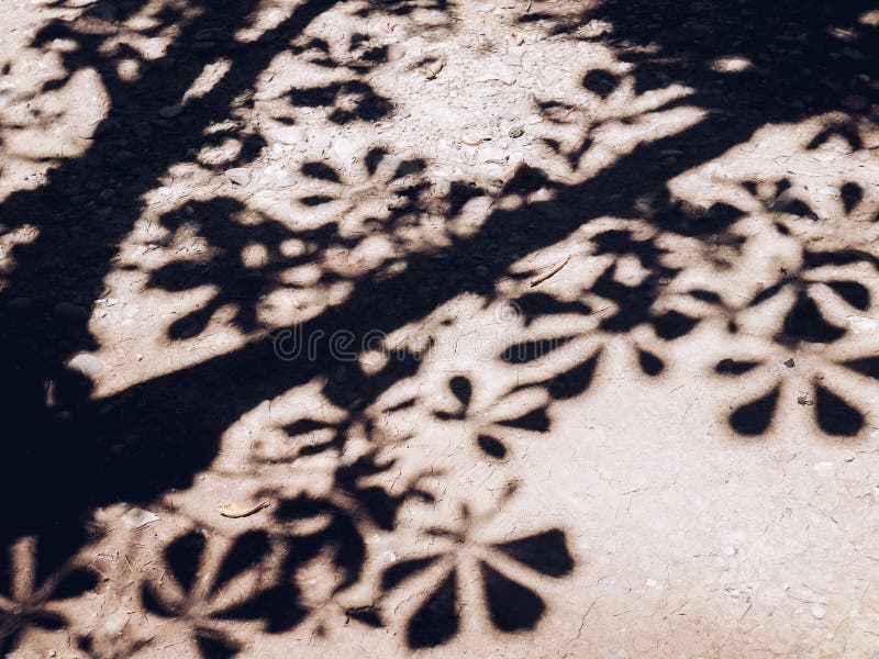 Black Shadow of Tree Branches Stock Image - Image of effect, garden ...