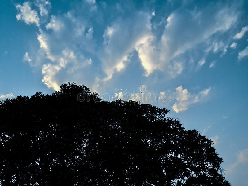 34,413 Black Shadow Tree Photos - Free & Royalty-Free Stock Photos from ...