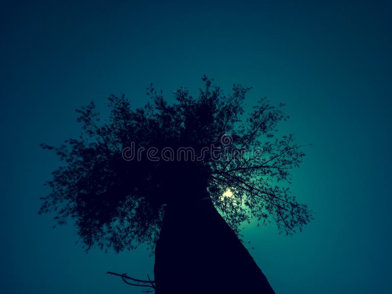 Black Shadow of a Tree in a Full Moon Night Stock Image - Image of ...