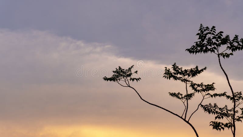 34,413 Black Shadow Tree Photos - Free & Royalty-Free Stock Photos from ...