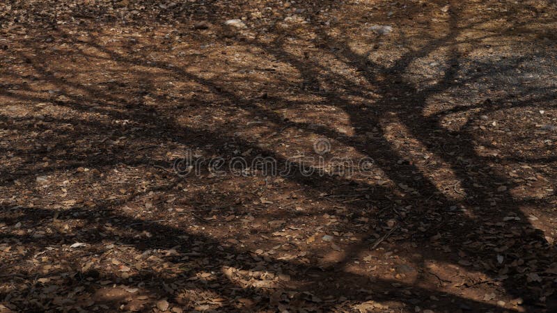 Black Shadow of a Tree Shown on the Ground Stock Photo - Image of ...