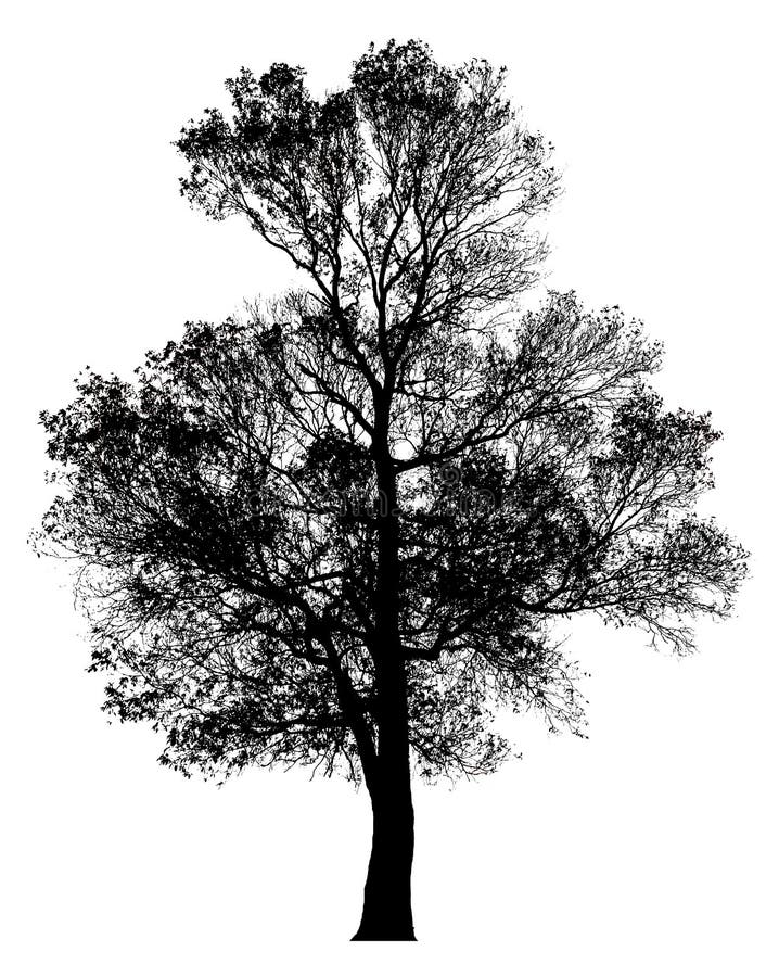 Black Tree Shadow on the Mountain. White Orange Background. Stock Image ...