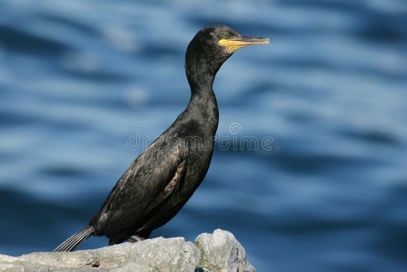 Black shag stock image. Image of neck, black, rock, bill - 10772901