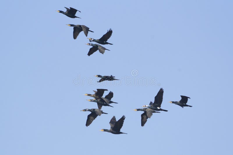 Black Shag stock photo. Image of flying, wildilfe, cormorant - 317021862