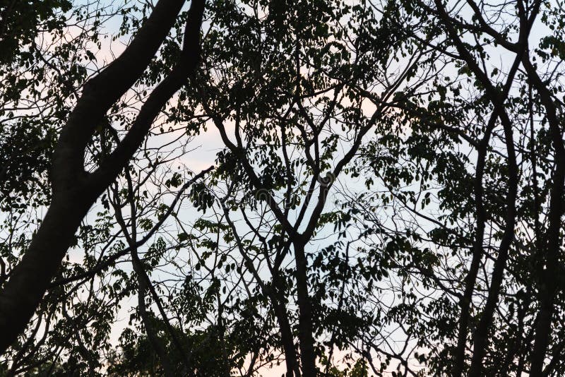 Black Shape of Capitoline Wolf Called Lupa Capitolina in Italian Stock ...