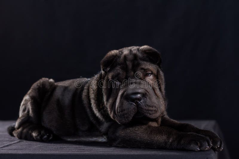 Black Shar Pei on Black Background Stock Photo - Image of funny, people ...
