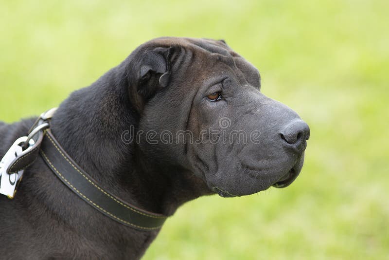 Black Shar pei dog head stock photo. Image of coat, smooth - 152120240