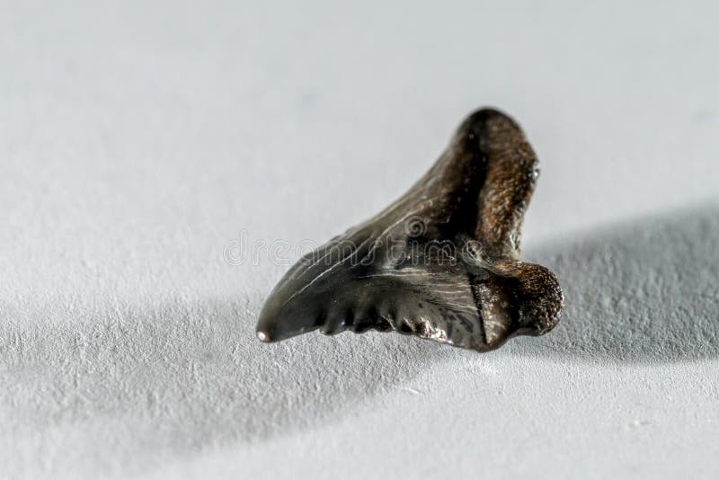Black Shark Tooth stock image. Image of grooves, jagged - 338290077