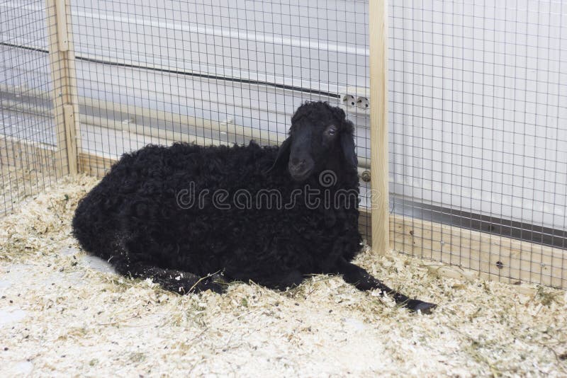 Black sheap stock photo. Image of nice, lies, cute, black - 96761074