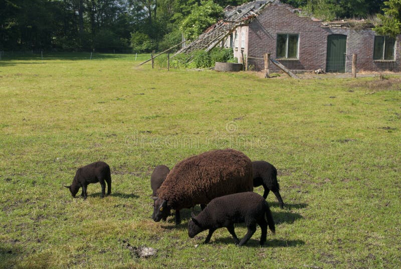 Black sheep stock photo. Image of farm, farmland, grass - 25483746