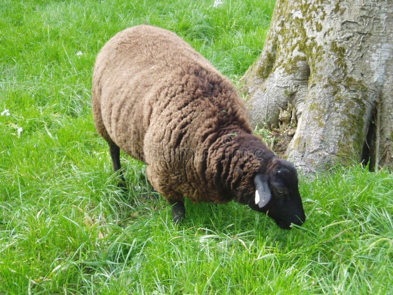 Black Sheep stock image. Image of black, metaphors, family - 5285445