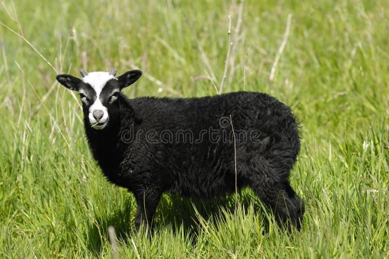 Black sheep stock image. Image of babe, meadow, juvenile - 6035441