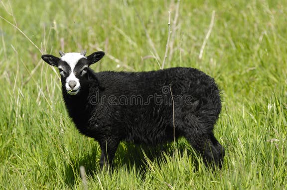 41,313 Black Sheep Escooters Stock Photos - Free & Royalty-Free Stock ...