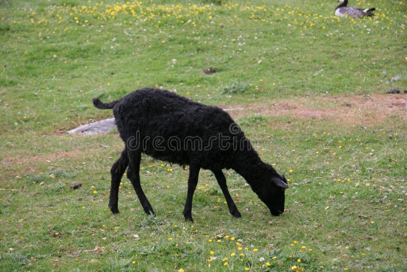 Black sheep stock image. Image of animal, grow, material - 6115173