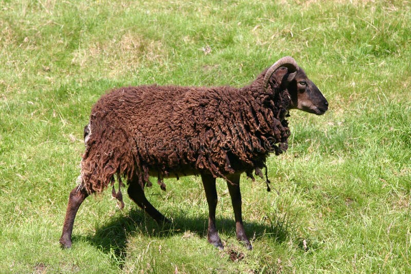 Black Sheep Picture. Image: 6814650