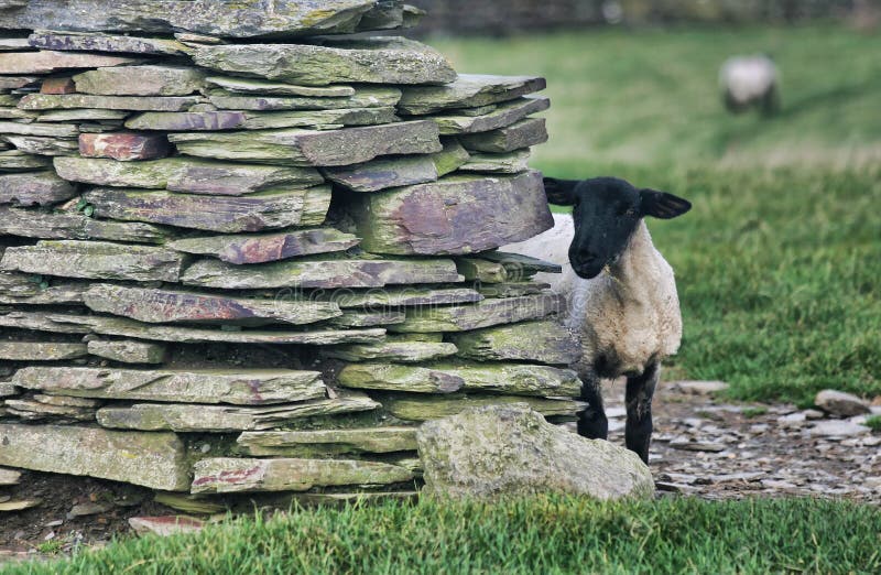 Black Sheep Behind the Wall Stock Image - Image of sheep, herd: 8568825