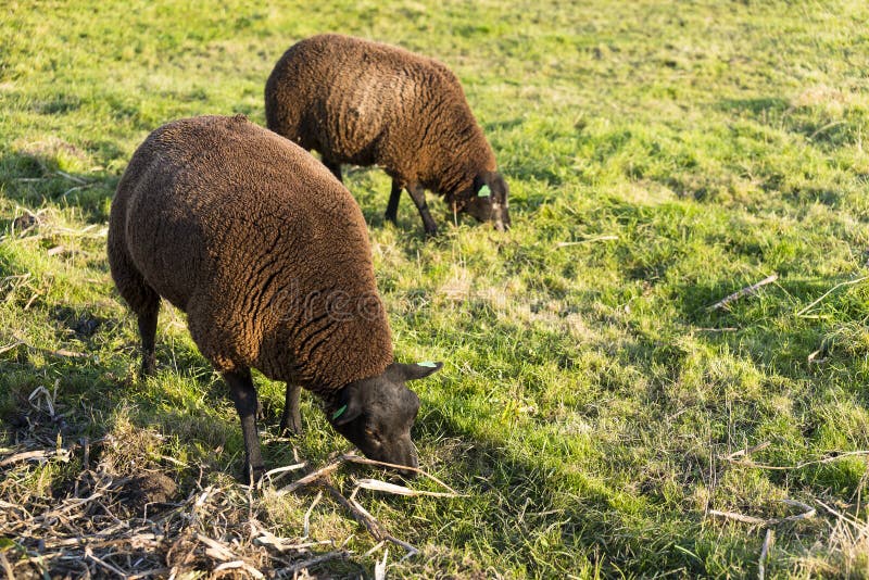 Black sheep eating stock image. Image of herd, farmland - 31579273