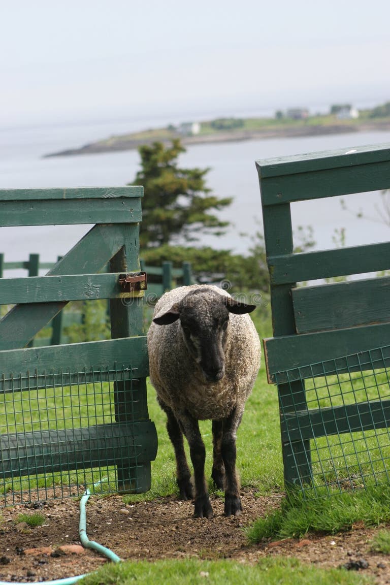 1,795 Sheep Gate Stock Photos - Free & Royalty-Free Stock Photos from ...