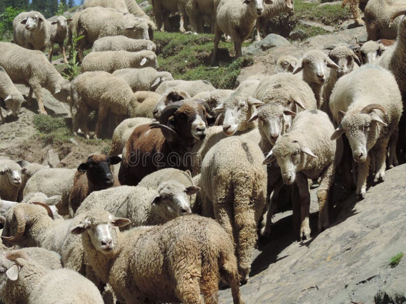 Black Sheep and Family 1 stock image. Image of wildlife - 261234573