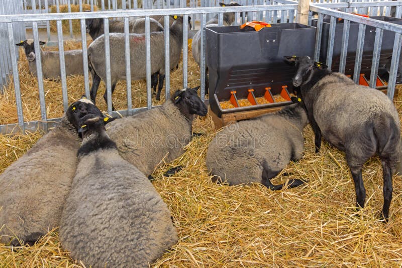 Black Sheep Farm Cage stock image. Image of cote, feed - 241641481