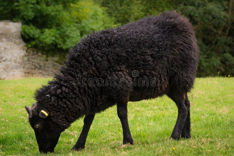 Black Sheep stock image. Image of farming, meadow, livestock - 49965393