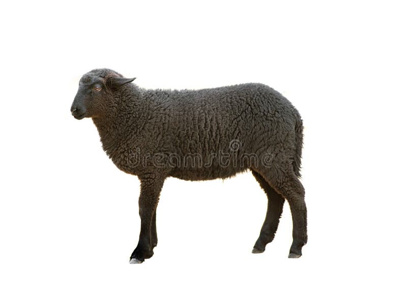 Two Black Sheep Isolated on White Background Stock Photo - Image of ...