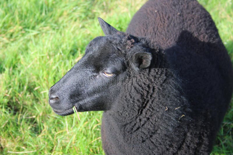 41,313 Black Sheep Escooters Stock Photos - Free & Royalty-Free Stock ...