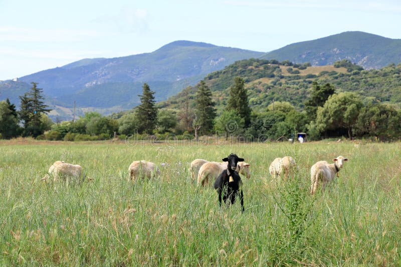 A Black Sheep Standing between White Sheep on Green Grass and Looking ...