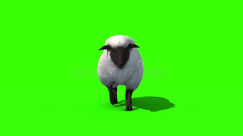 Black Sheep Walkcycle Front Green Screen 3D Rendering Animation Stock ...