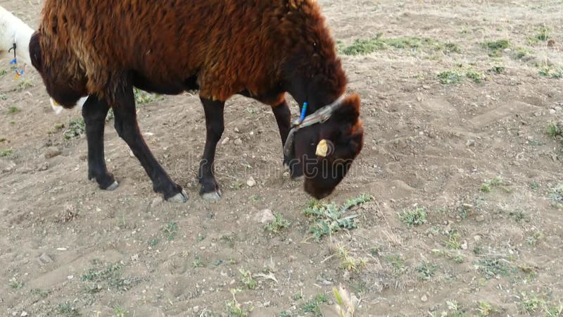 Black Sheep and White Sheep Getting Together, Flock of Sheep, Flock of ...