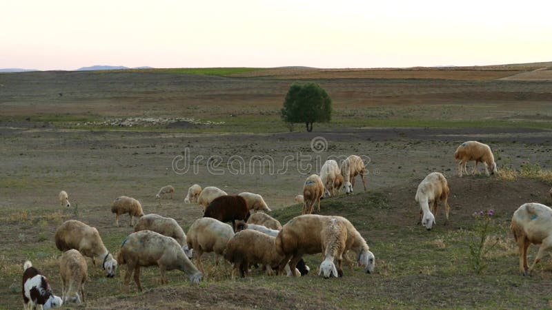Black Sheep and White Sheep Getting Together, Flock of Sheep, Flock of ...