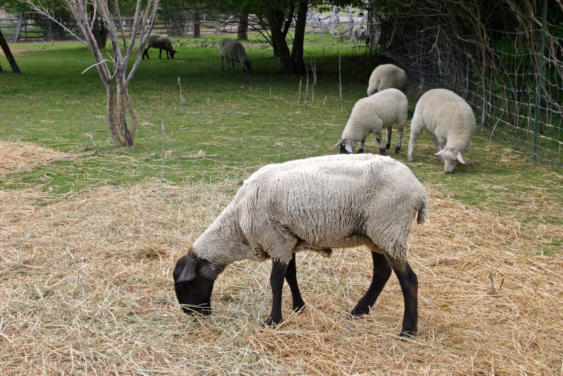Ugly sheep stock image. Image of animal, carpet, flokati - 2076953