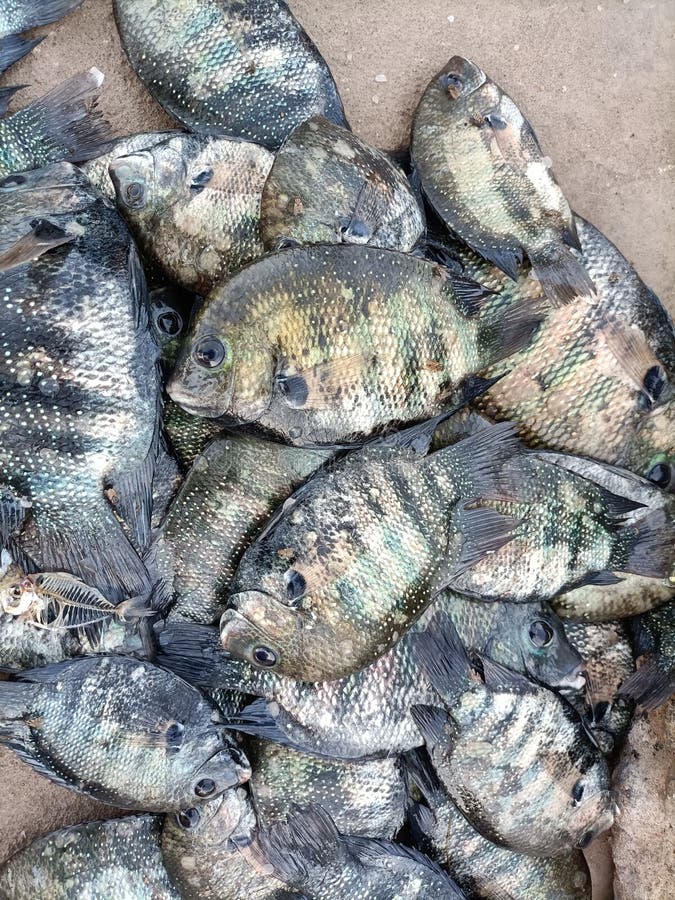 Black Sheepshead Fish in the Market Stock Image - Image of turtle ...