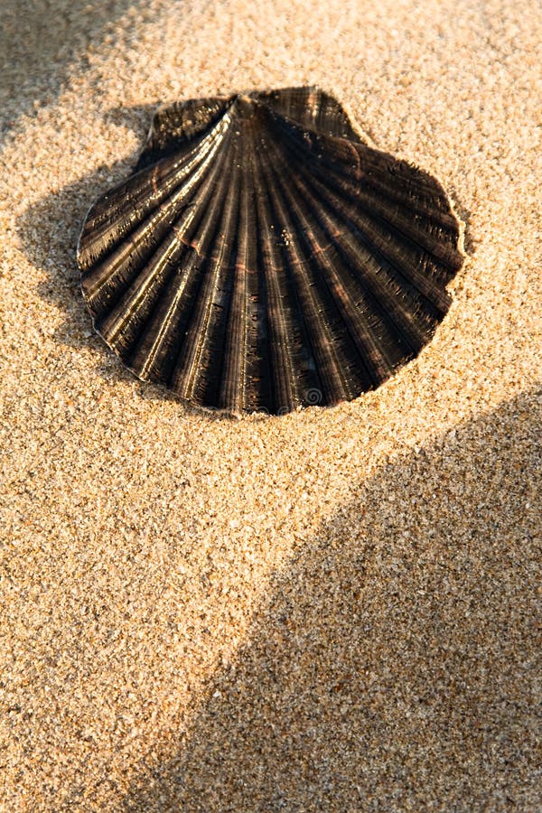 Black Shell stock photo. Image of crustacean, marine, holiday - 6240058