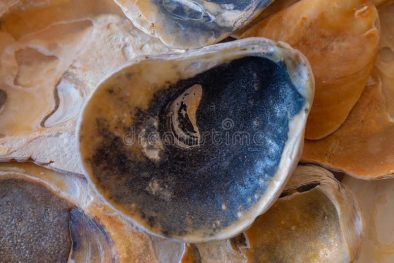 Black Shell Lying on the Fragments of Other Shells Stock Photo - Image ...