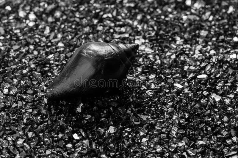Black Shell on a Black Sand Background. Black Design. Stock Photo ...