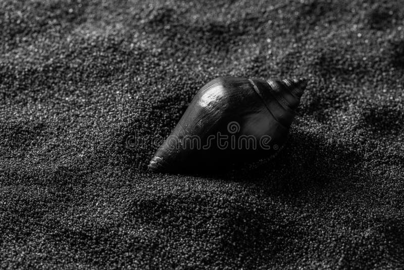 Black Shell on a Black Sand Background. Black Design. Stock Photo ...