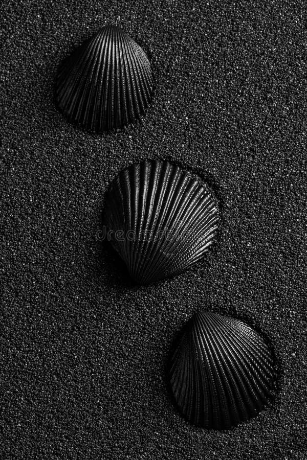Black Shell on a Black Sand Dunes Background. Black Design. Stock Image ...