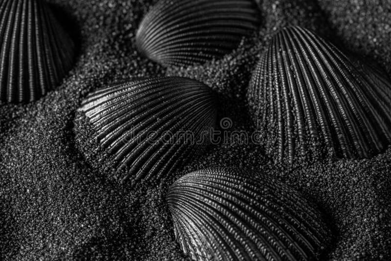 Black Shell on a Black Sand Dunes Background. Black Design. Stock Image ...