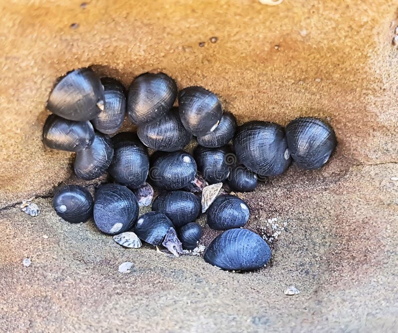 Black Shellfish Nestled in the Crack of a Rock Stock Image - Image of ...